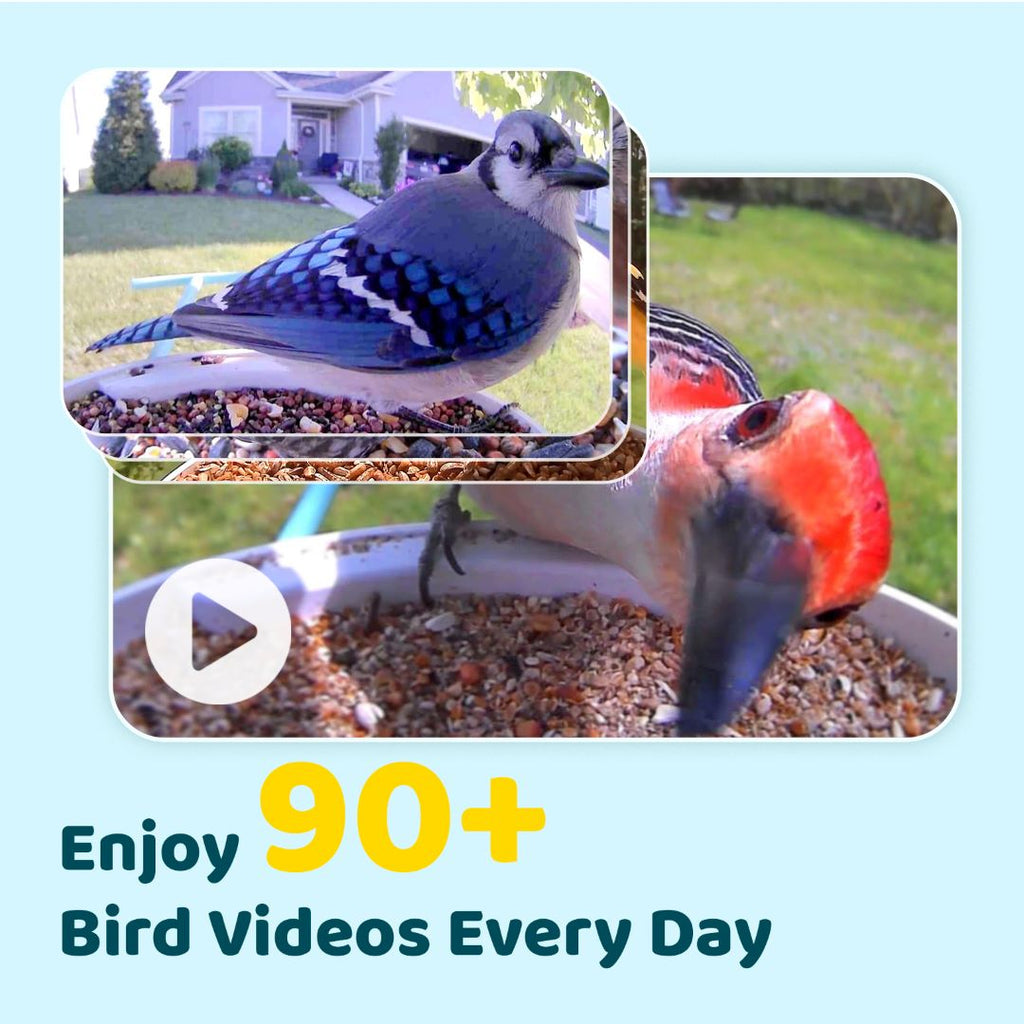 Bird Feeder AI & Lite Version: Birdfy Smart Camera Bird Feeder