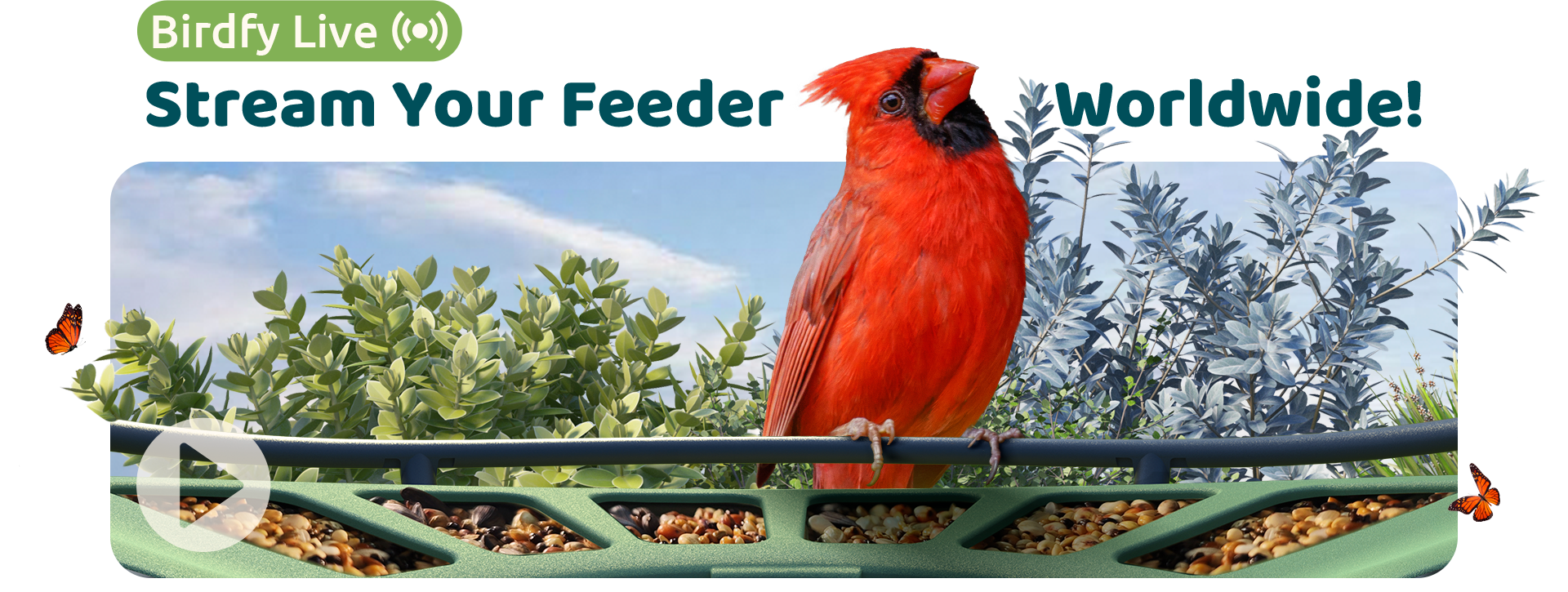Birdfy Live