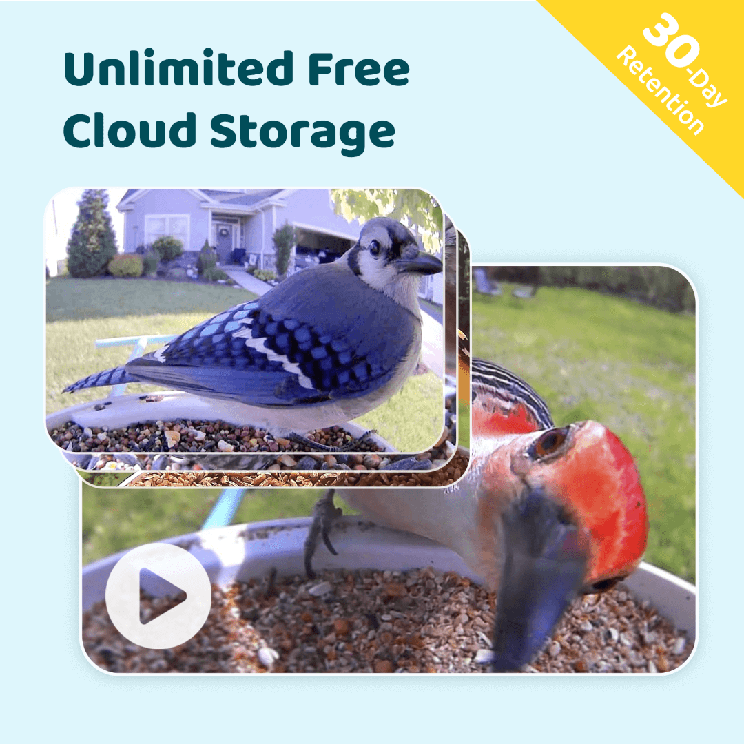 Birdfy Feeder with Solar Panel - Smart & Eco-Friendly