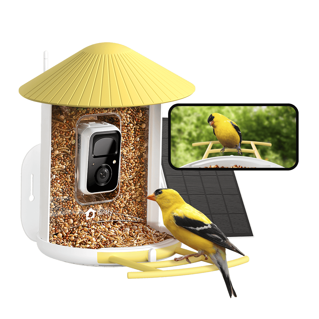 Birdfy Feeder with Solar Panel - Smart & Eco-Friendly
