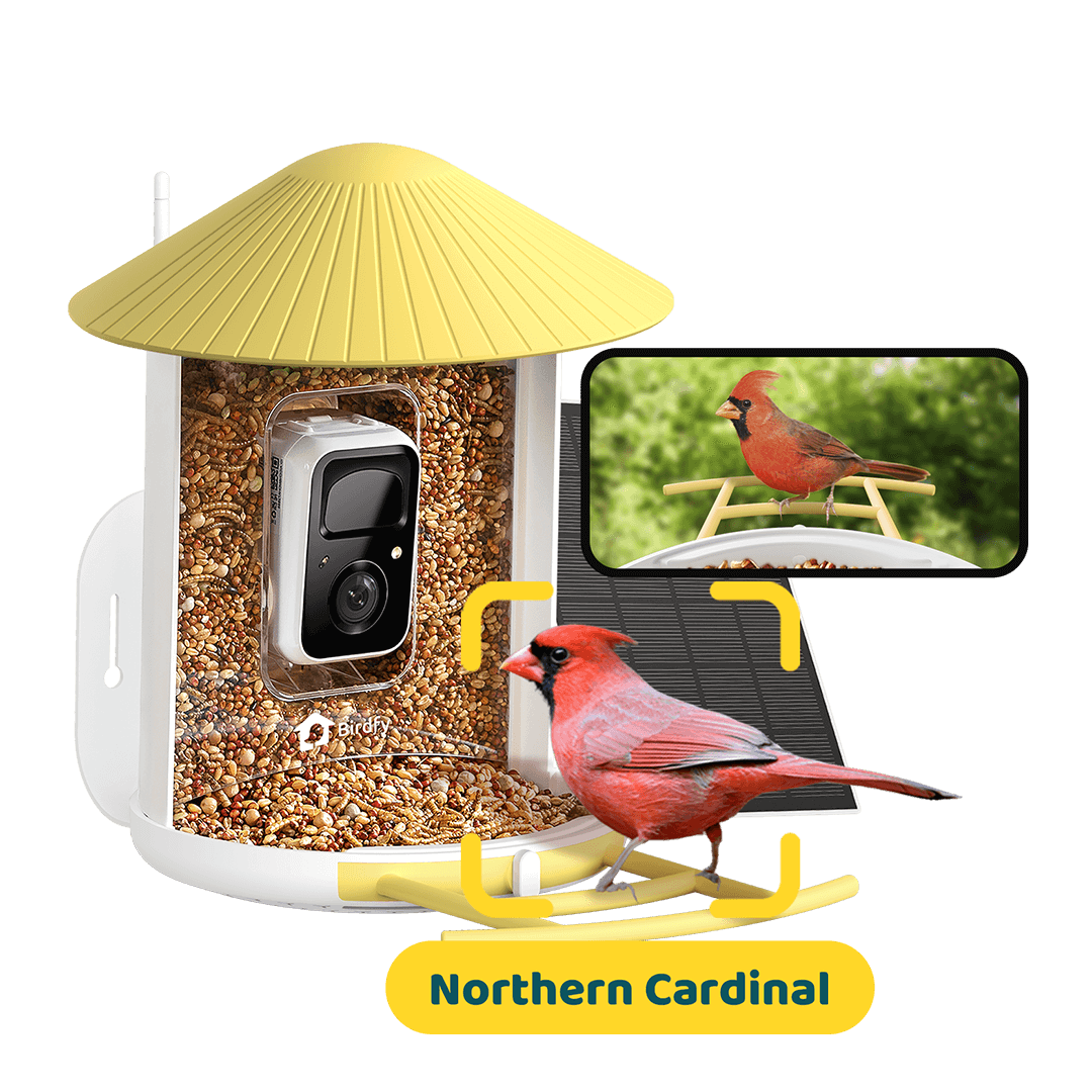 Birdfy Feeder with Solar Panel - Smart & Eco-Friendly