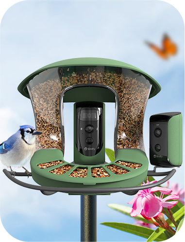 Birdfy Feeder 2 Duo - Bird Feeder with Camera