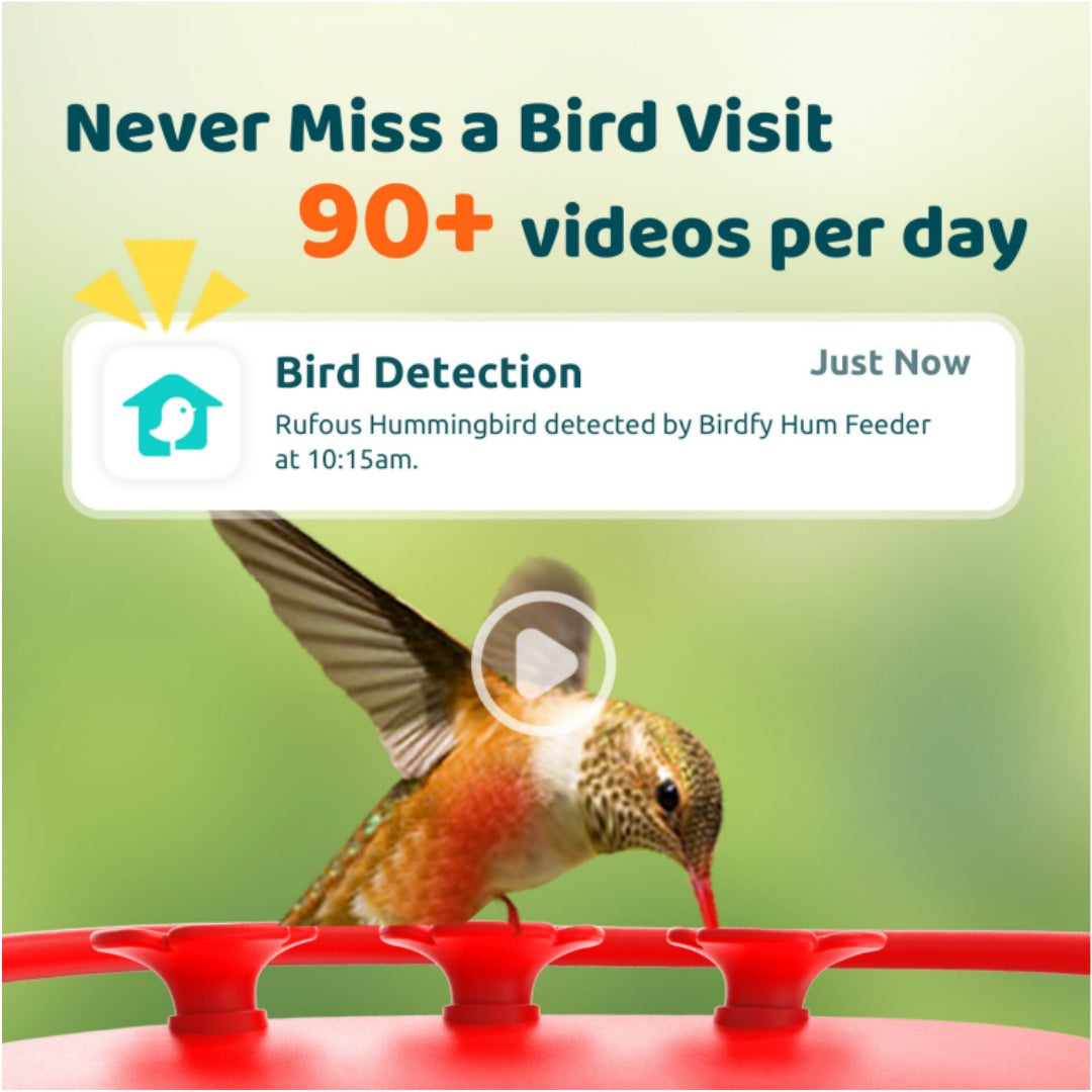 Birdfy Hum Feeder Duo - Hummingbird Feeder with Dual Camera