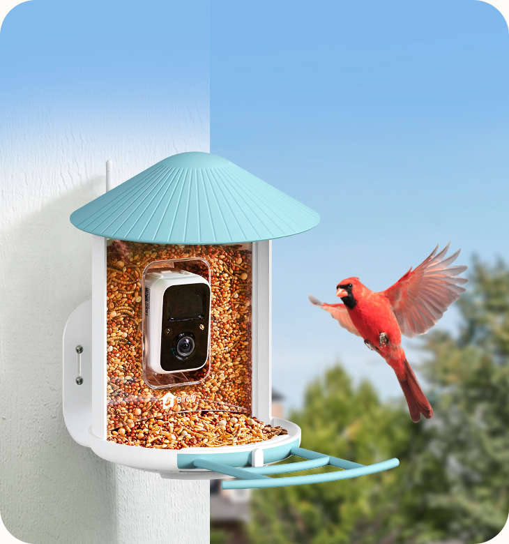 Birdfy Official Site - Birds in Sight, Joy in Mind -Bird Feeder Camera