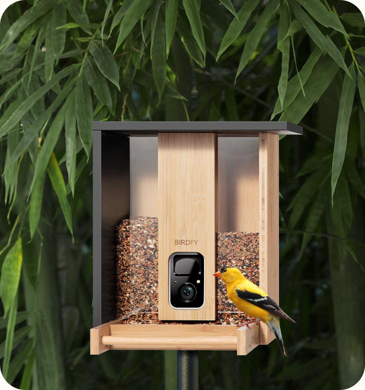 Birdfy Official Site - Birds in Sight, Joy in Mind -Bird Feeder Camera