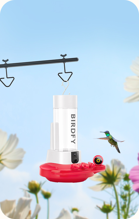 Birdfy Official Site - Birds in Sight, Joy in Mind -Bird Feeder Camera