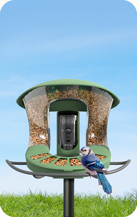 Birdfy Official Site - Birds in Sight, Joy in Mind -Bird Feeder Camera