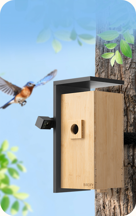 Birdfy Official Site - Birds in Sight, Joy in Mind -Bird Feeder Camera