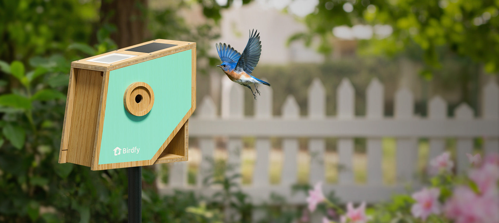 Birdfy Official Site - Birds in Sight, Joy in Mind -Bird Feeder Camera