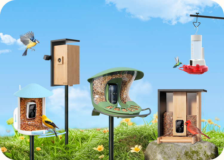 Birdfy Official Site - Birds in Sight, Joy in Mind -Bird Feeder Camera