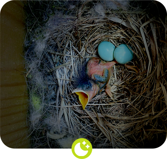 Birdfy Nest - Smart Bird House with Dual Cameras