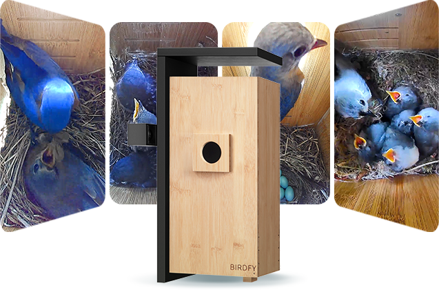 Birdfy Nest - Smart Bird House with Dual Cameras