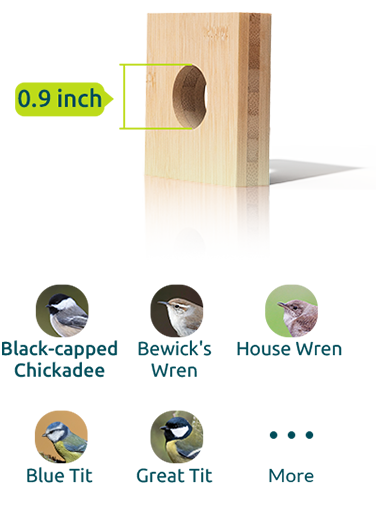 Birdfy Nest - Smart Bird House with Dual Cameras