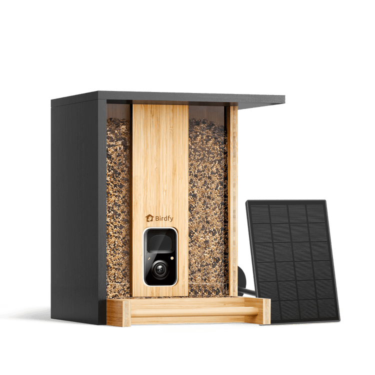 Learn how to identify bird eggs with a complete chart – Birdfy