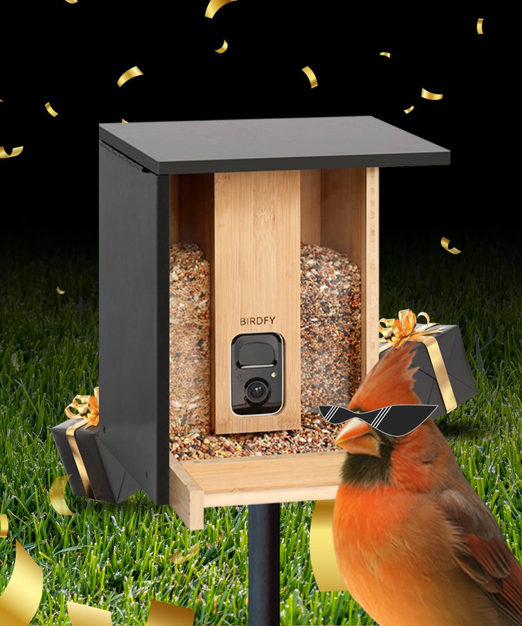 The Top 5 Best Bird Feeders In 2025 – An All-Rounded Overview – Birdfy