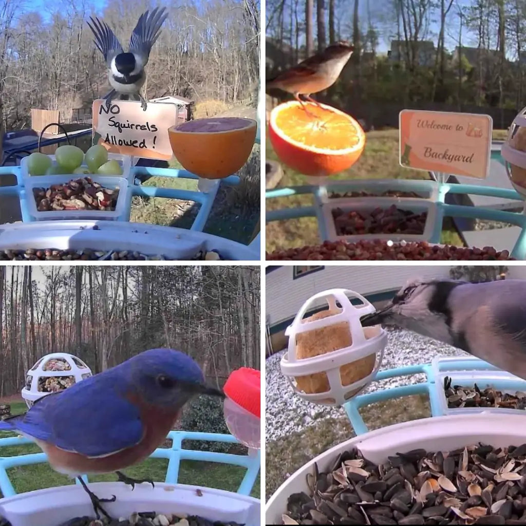 Birdfy Pro Perch Extension - DIY Bird Feeder Station